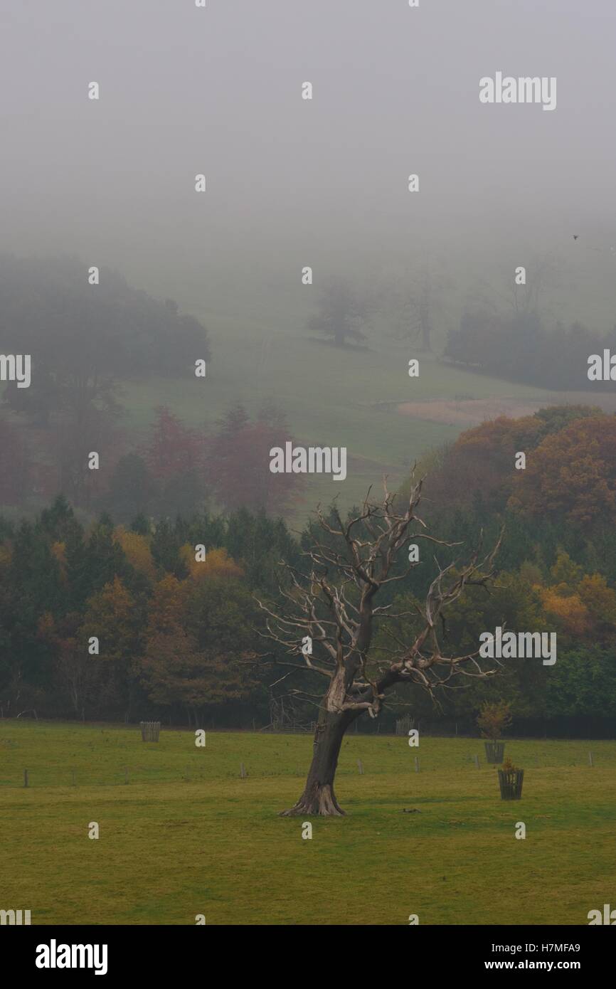 welsh landscape lone tree woodland area Stock Photo - Alamy