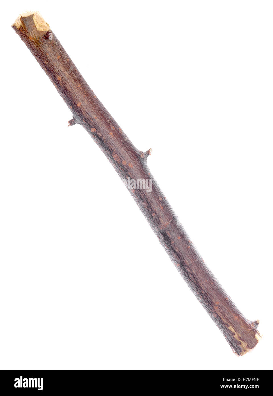 apple twig isolated on white background Stock Photo - Alamy