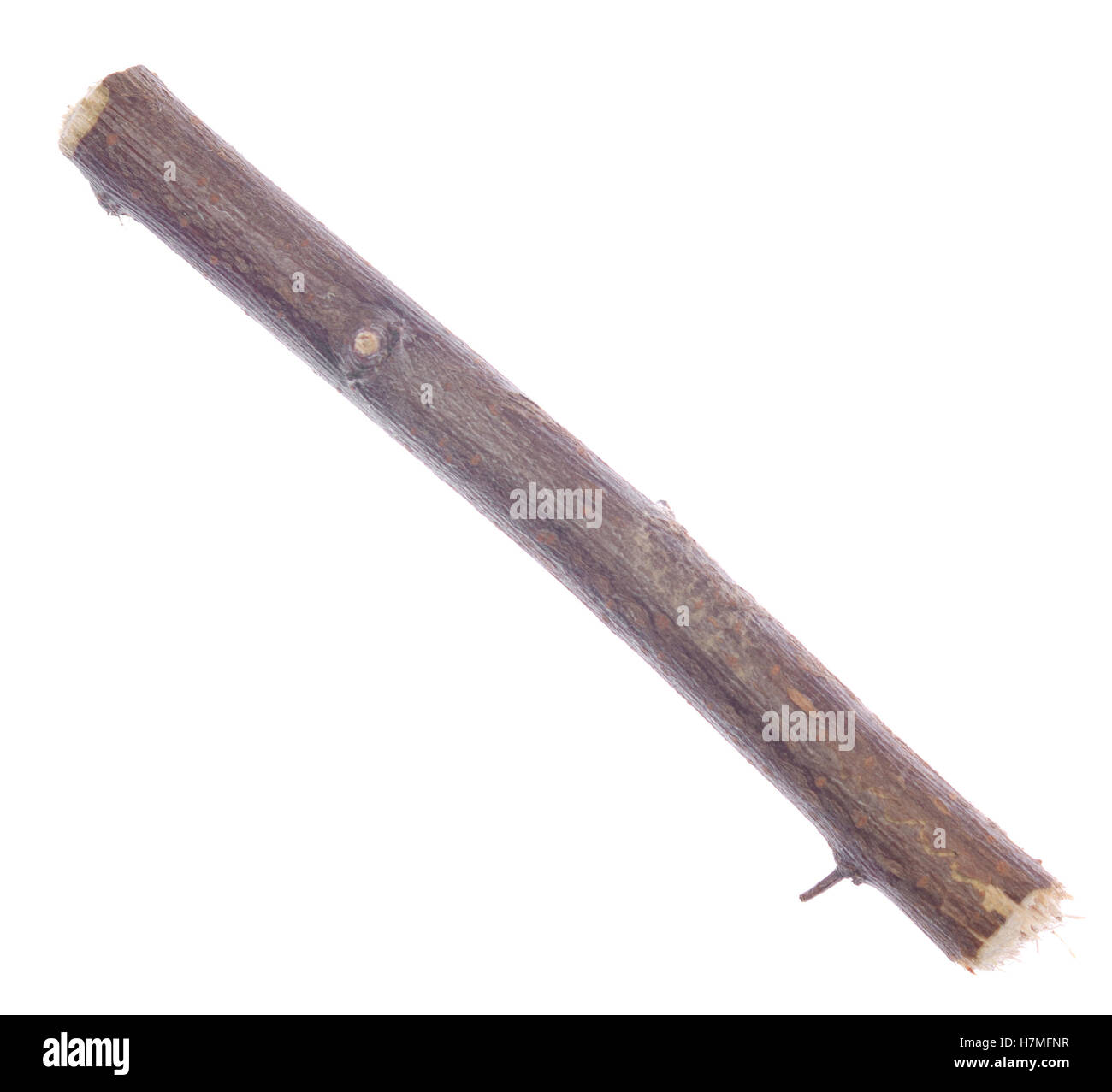 apple twig isolated on white background Stock Photo - Alamy