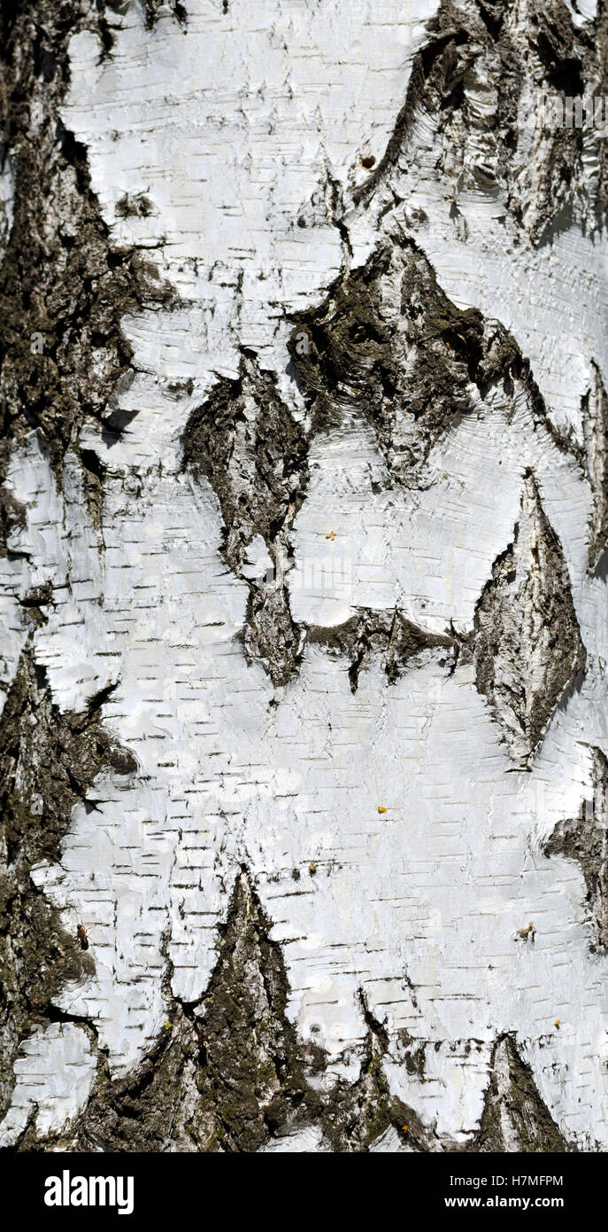 birch bark background Stock Photo - Alamy