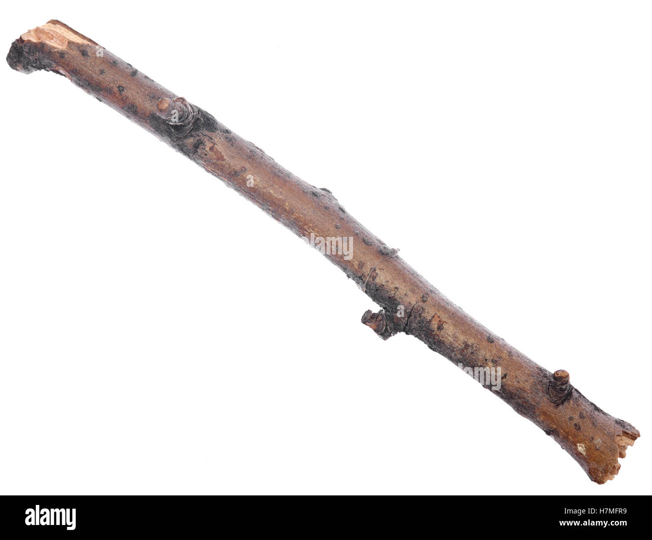 tree twig isolated on white background Stock Photo - Alamy