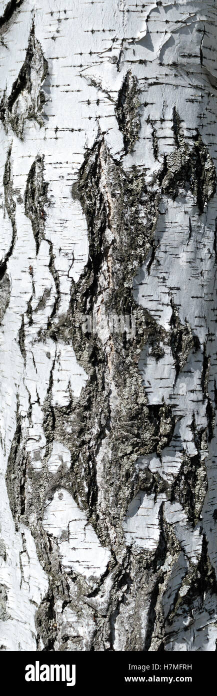 birch bark background Stock Photo - Alamy