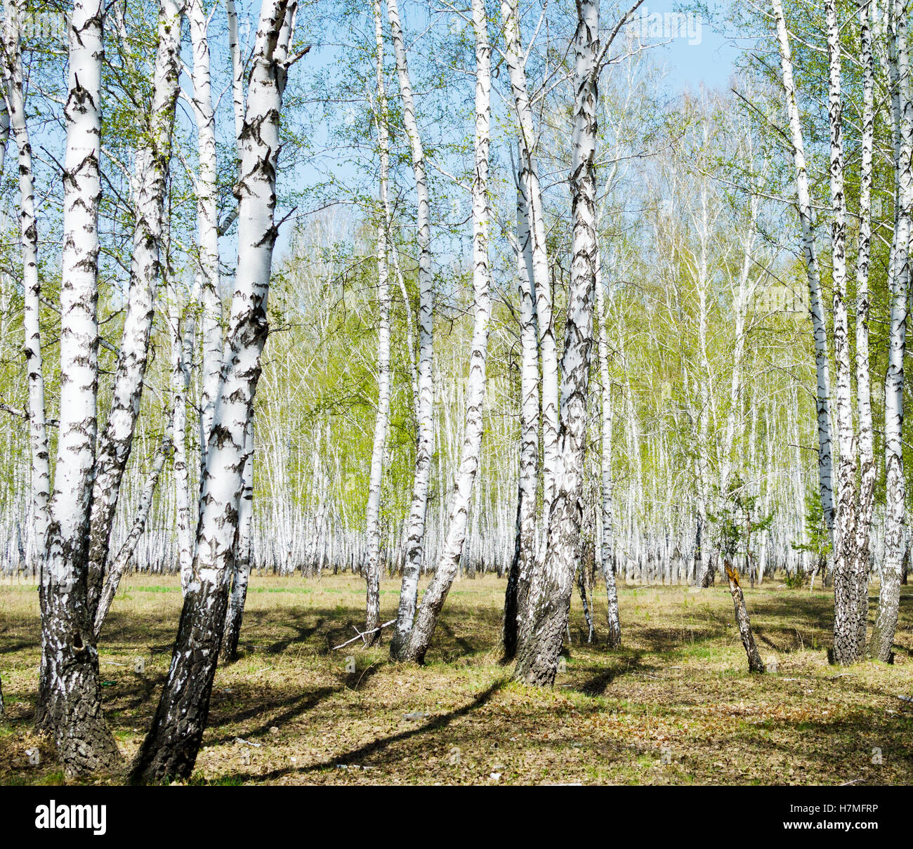 spring birch forest Stock Photo - Alamy