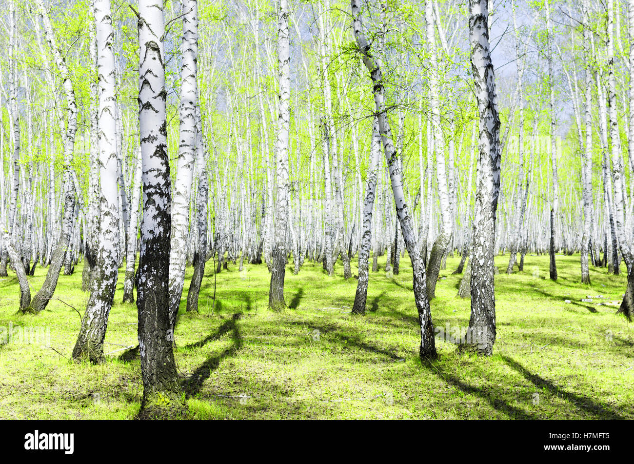 spring birch forest Stock Photo - Alamy