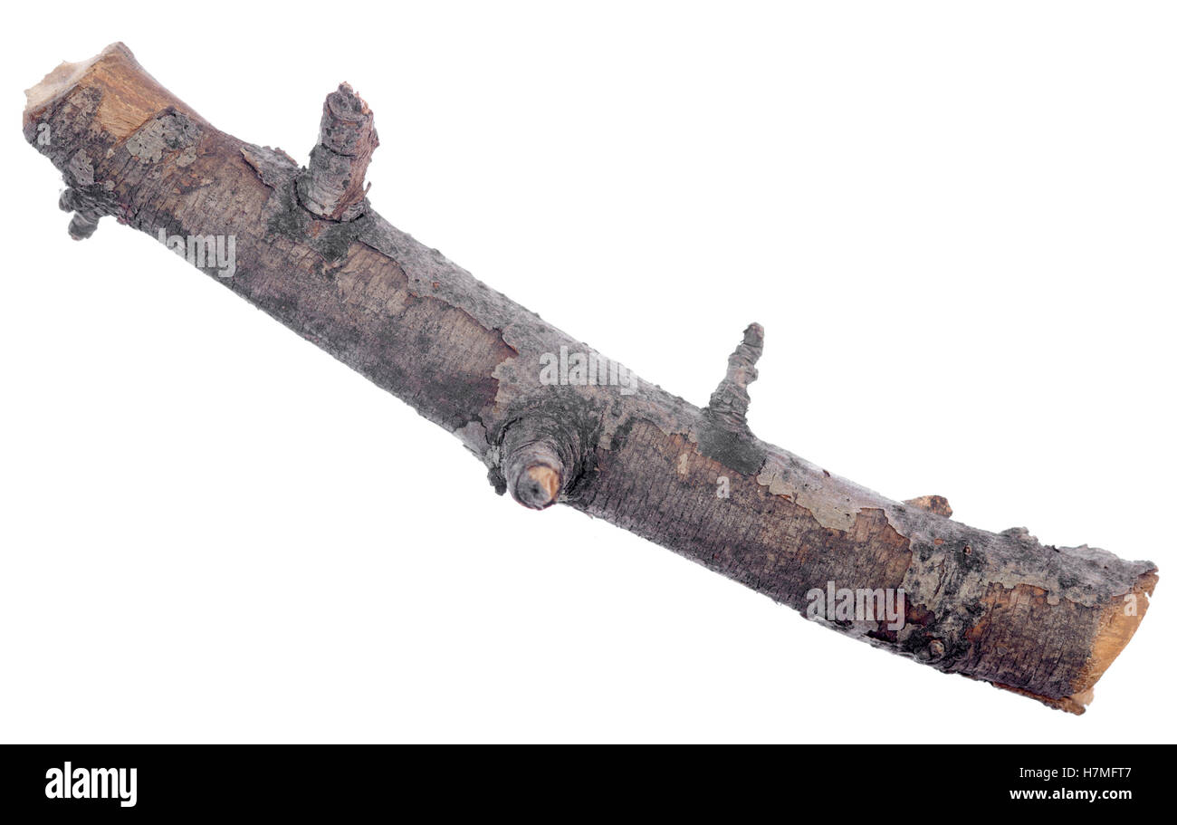 branch isolated on white background Stock Photo - Alamy