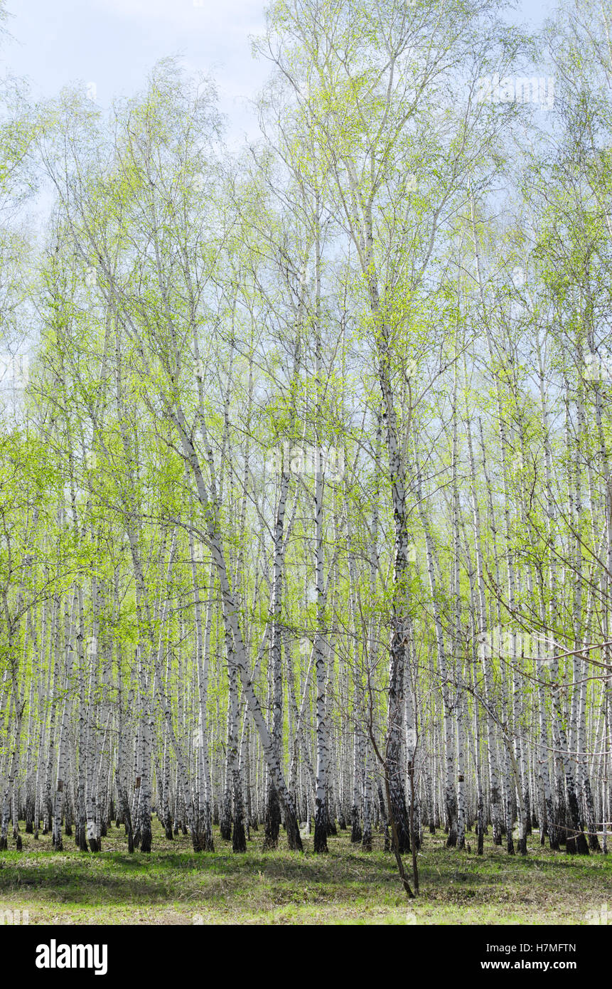 spring birch forest Stock Photo - Alamy