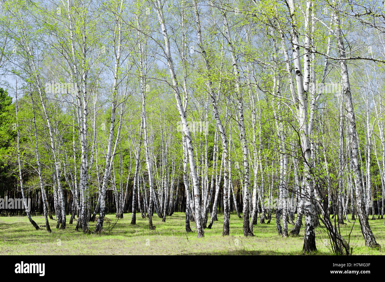 spring birch forest Stock Photo - Alamy