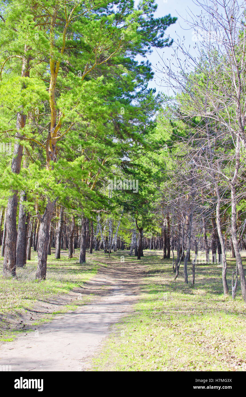 road in pine forest Stock Photo - Alamy