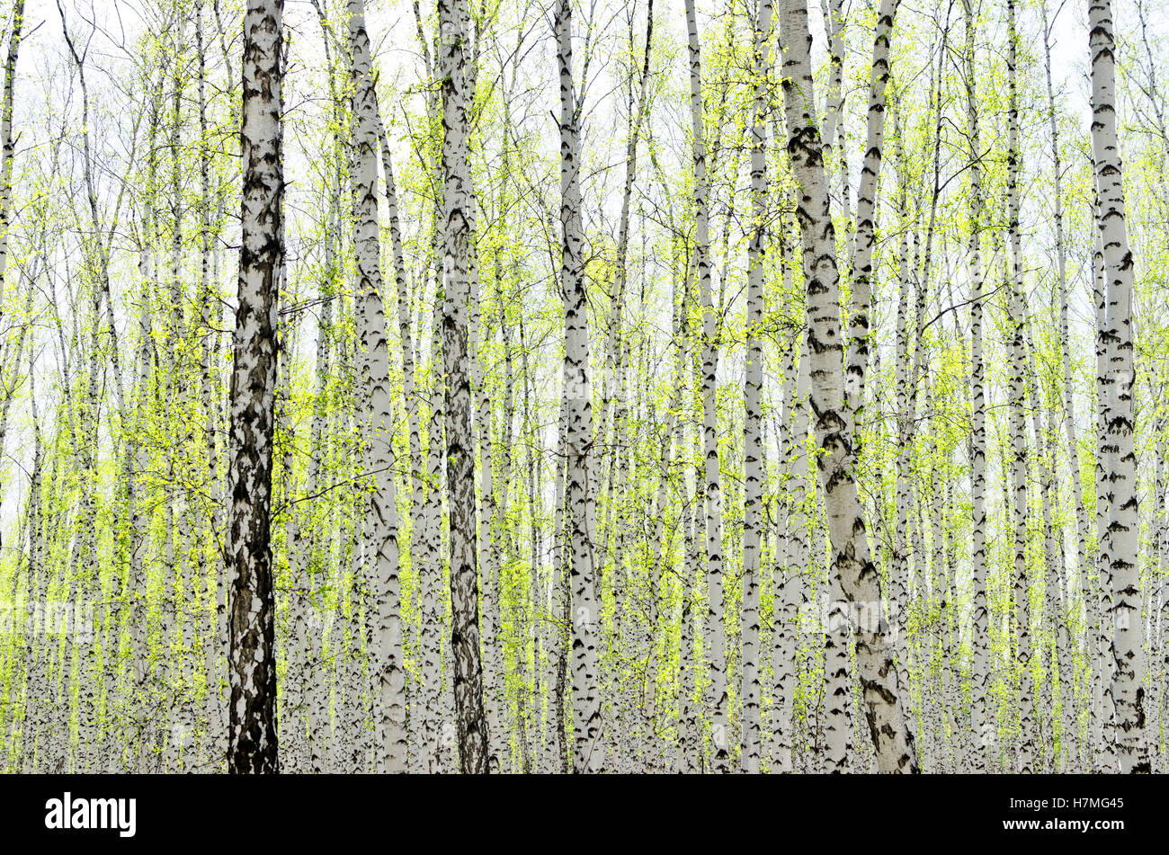 spring birch forest Stock Photo - Alamy