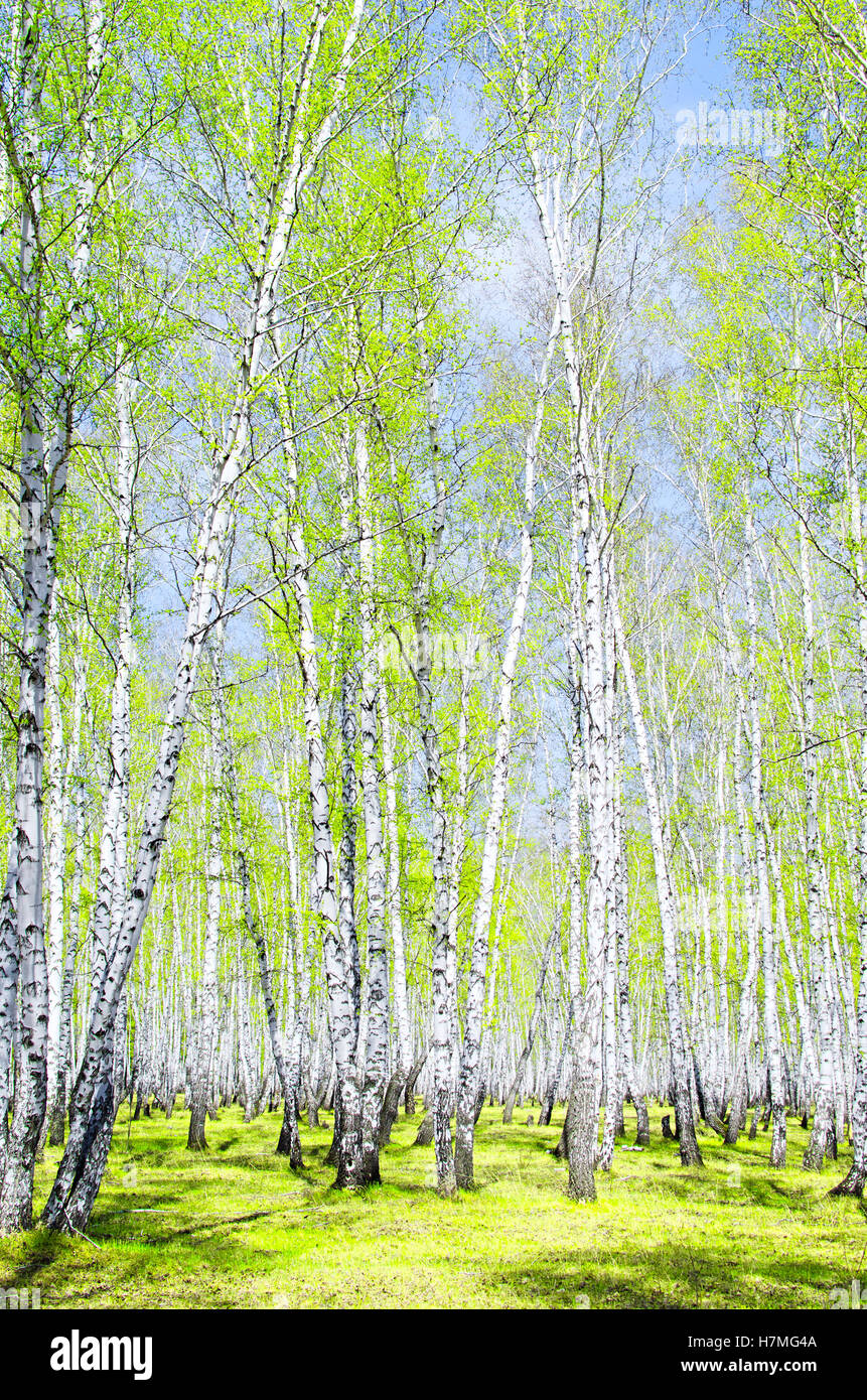 Birch branch deep green natural hi-res stock photography and images - Alamy