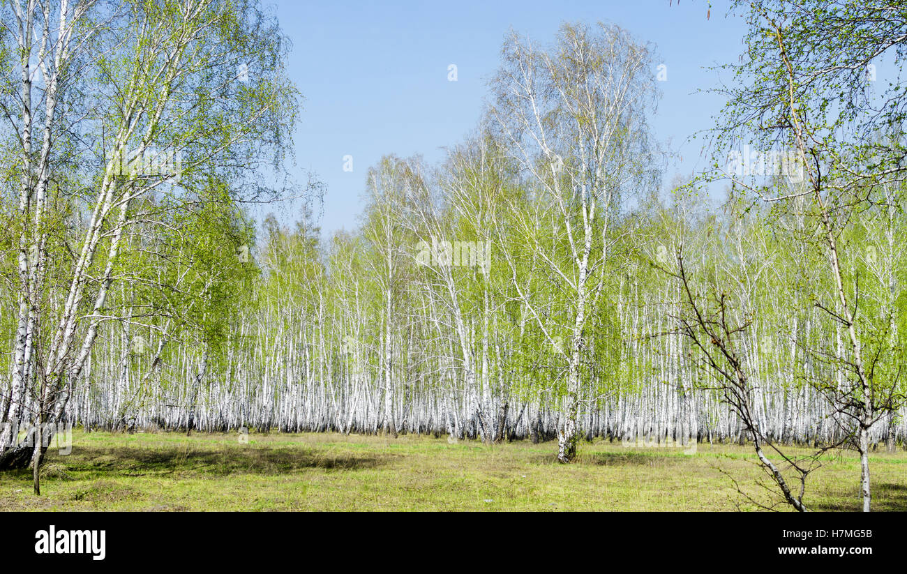 spring birch forest Stock Photo - Alamy