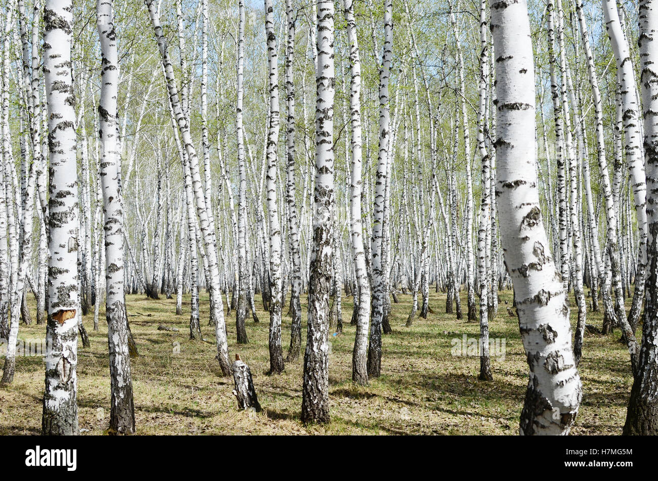 spring birch forest Stock Photo - Alamy