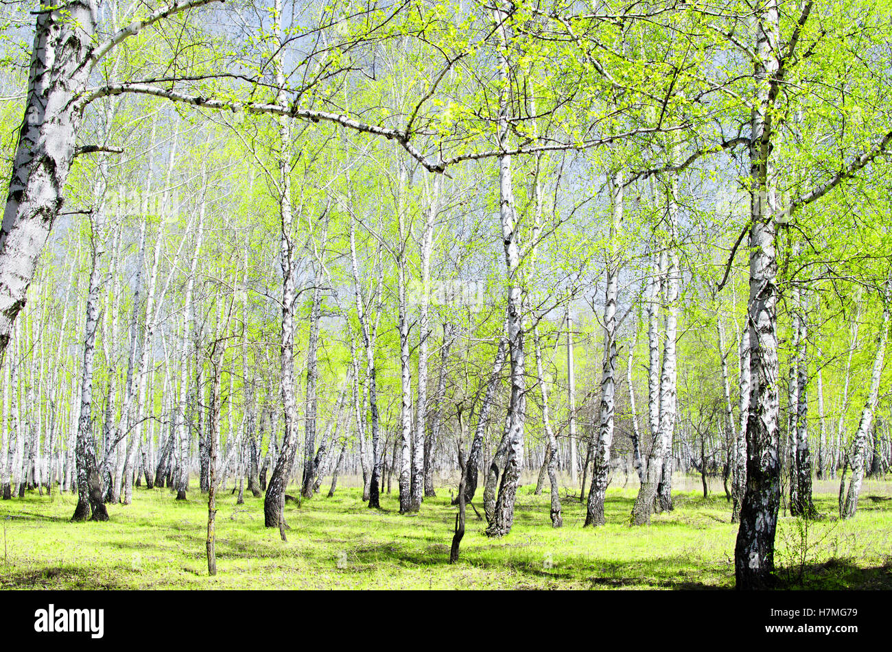 spring birch forest Stock Photo - Alamy