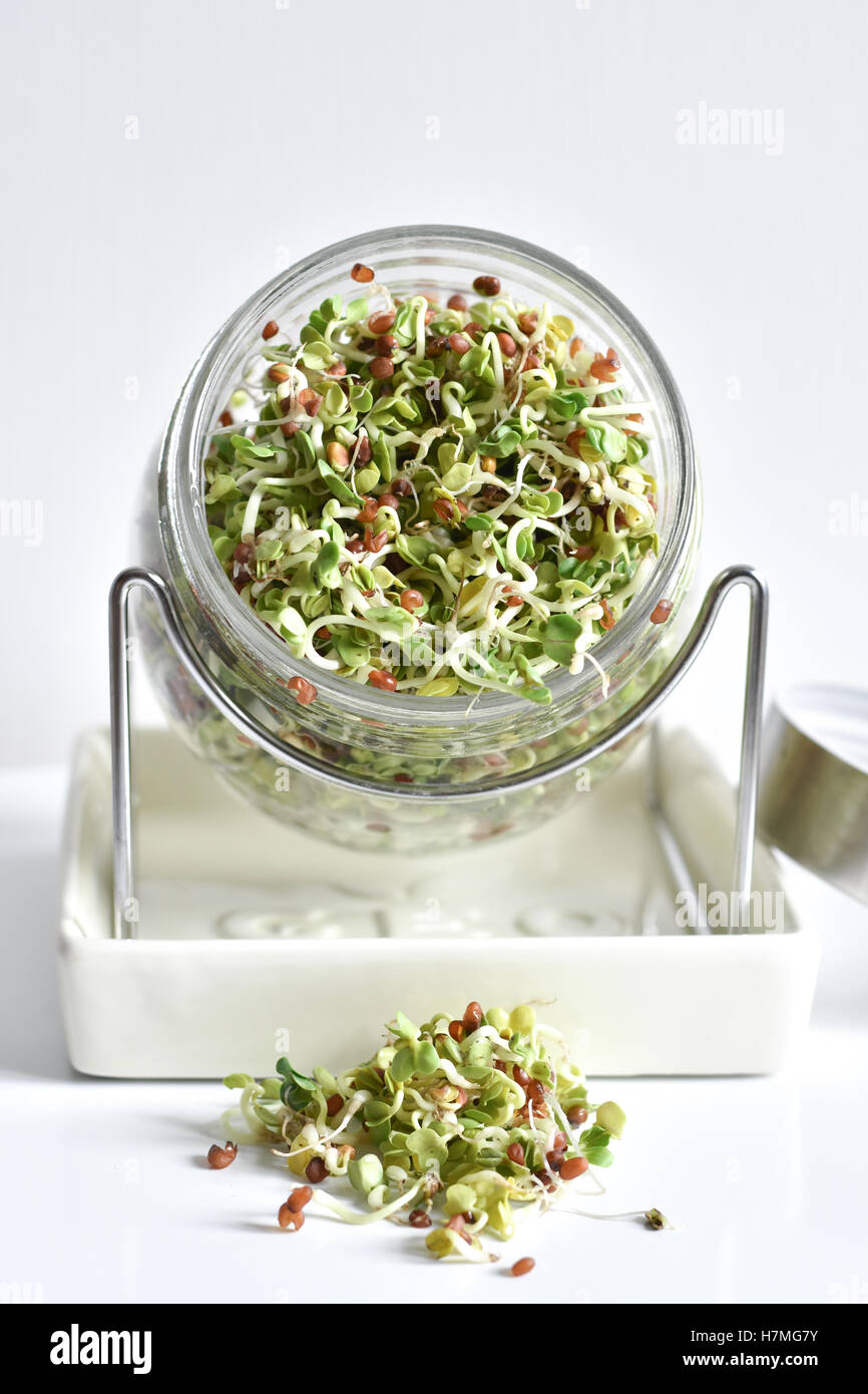Green radish sprouts hi-res stock photography and images - Alamy