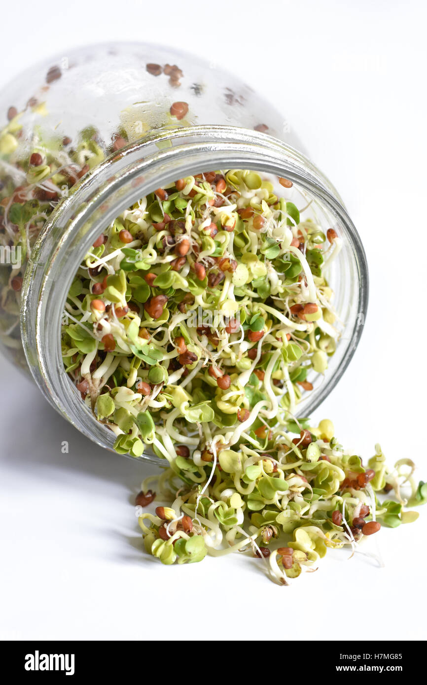 Radish sprouts hi-res stock photography and images - Alamy