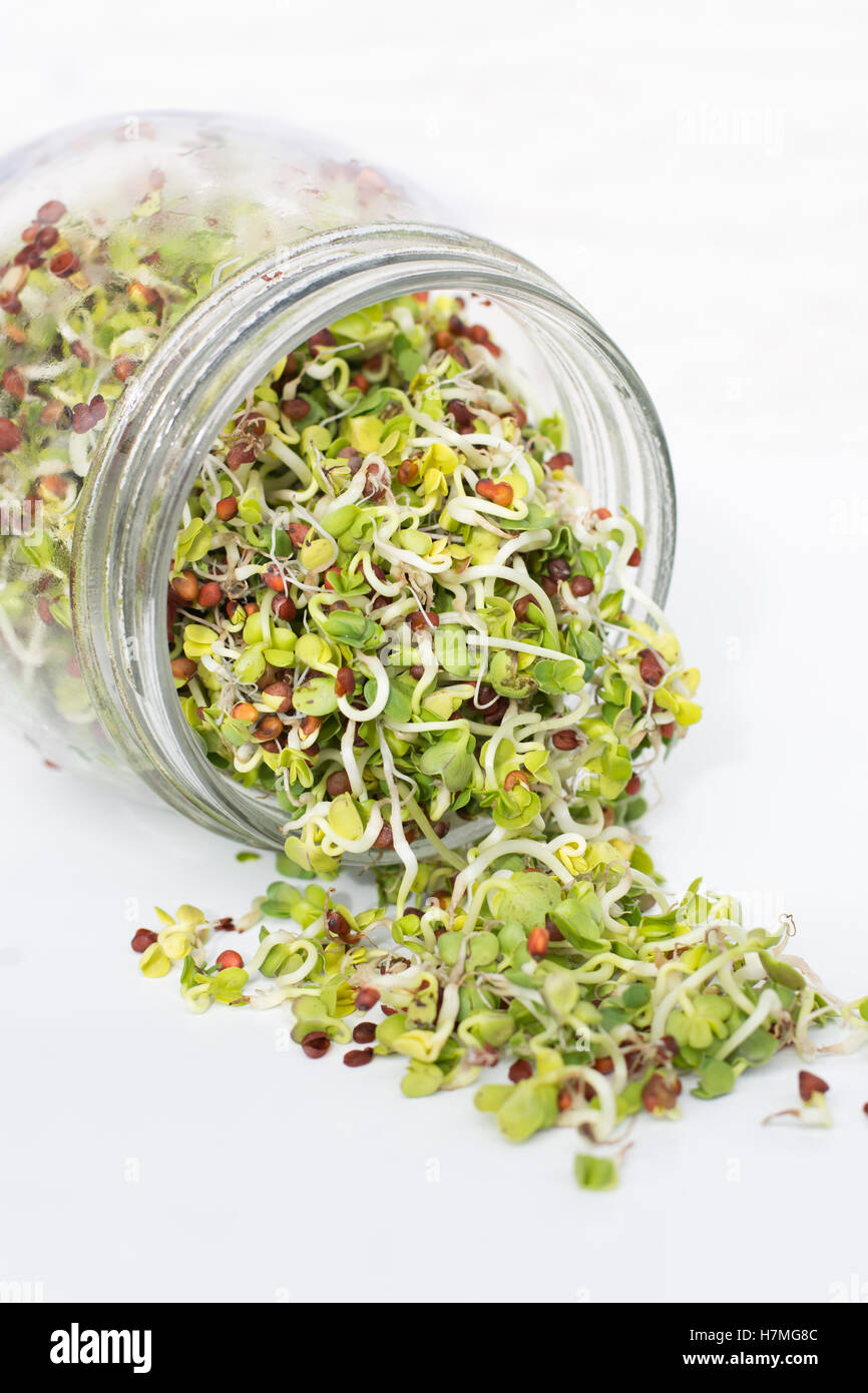 Radish sprouts hi-res stock photography and images - Alamy