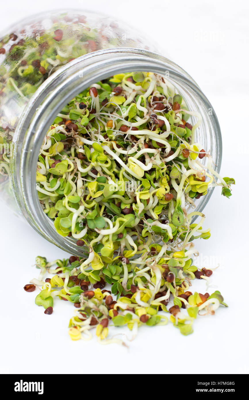 Radish sprouts hi-res stock photography and images - Alamy