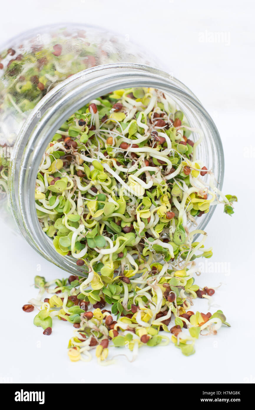 Radish sprouts hi-res stock photography and images - Alamy