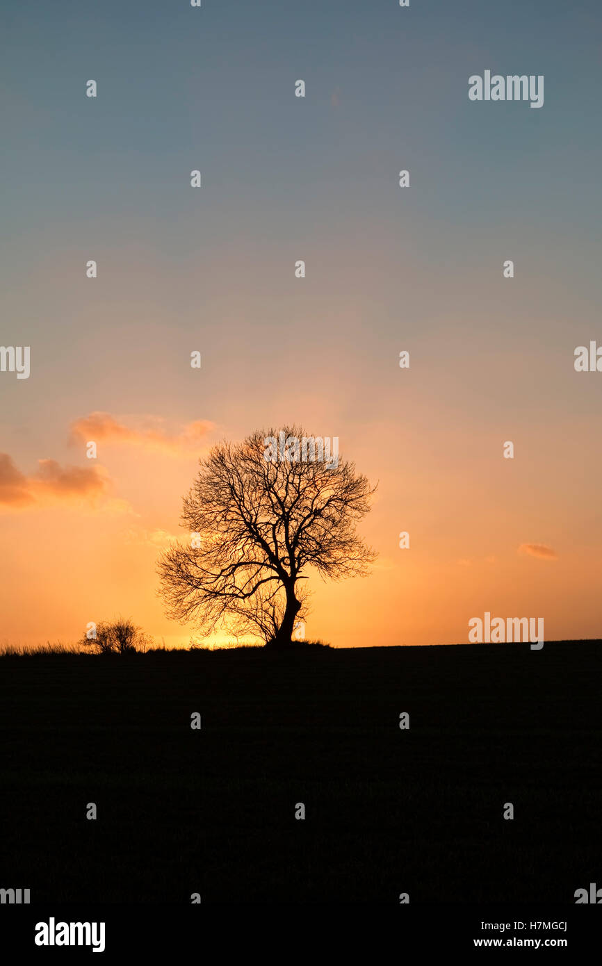 Sunset and tree landscape with nature and sun hi-res stock photography ...