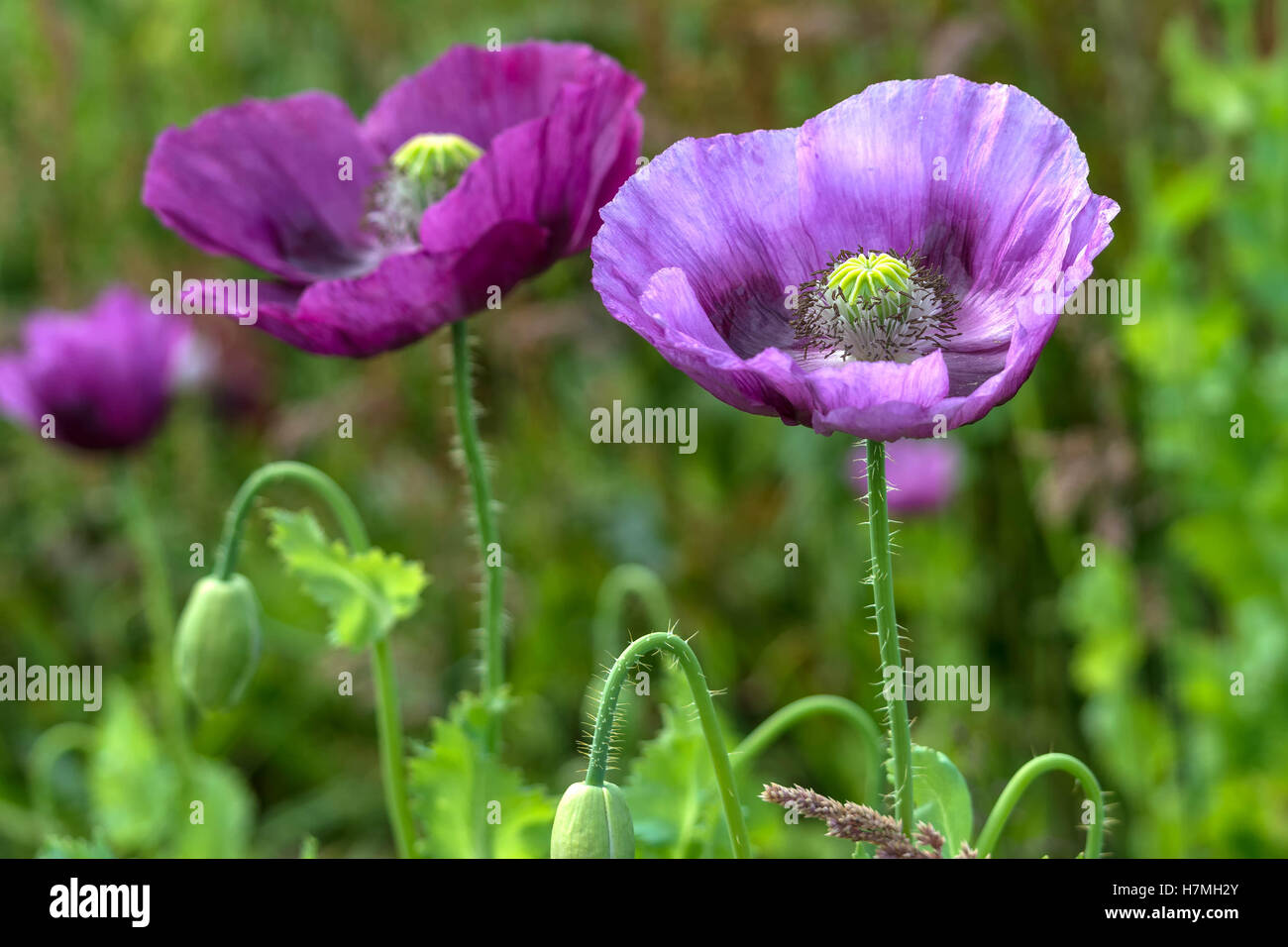 Alness scotland hi-res stock photography and images - Alamy