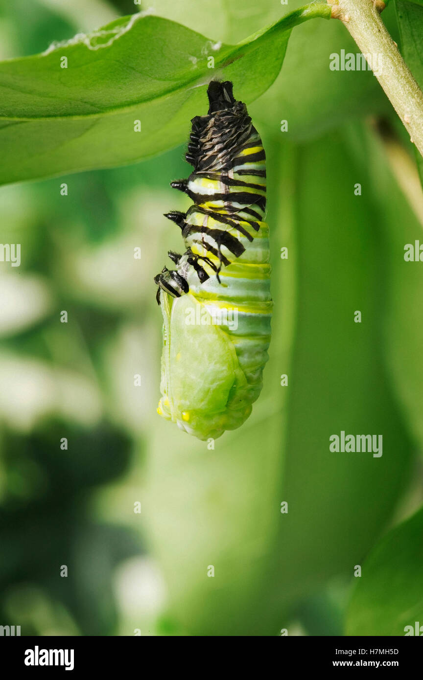 monarch caterpillar inside its chrysalis Stock Photo - Alamy