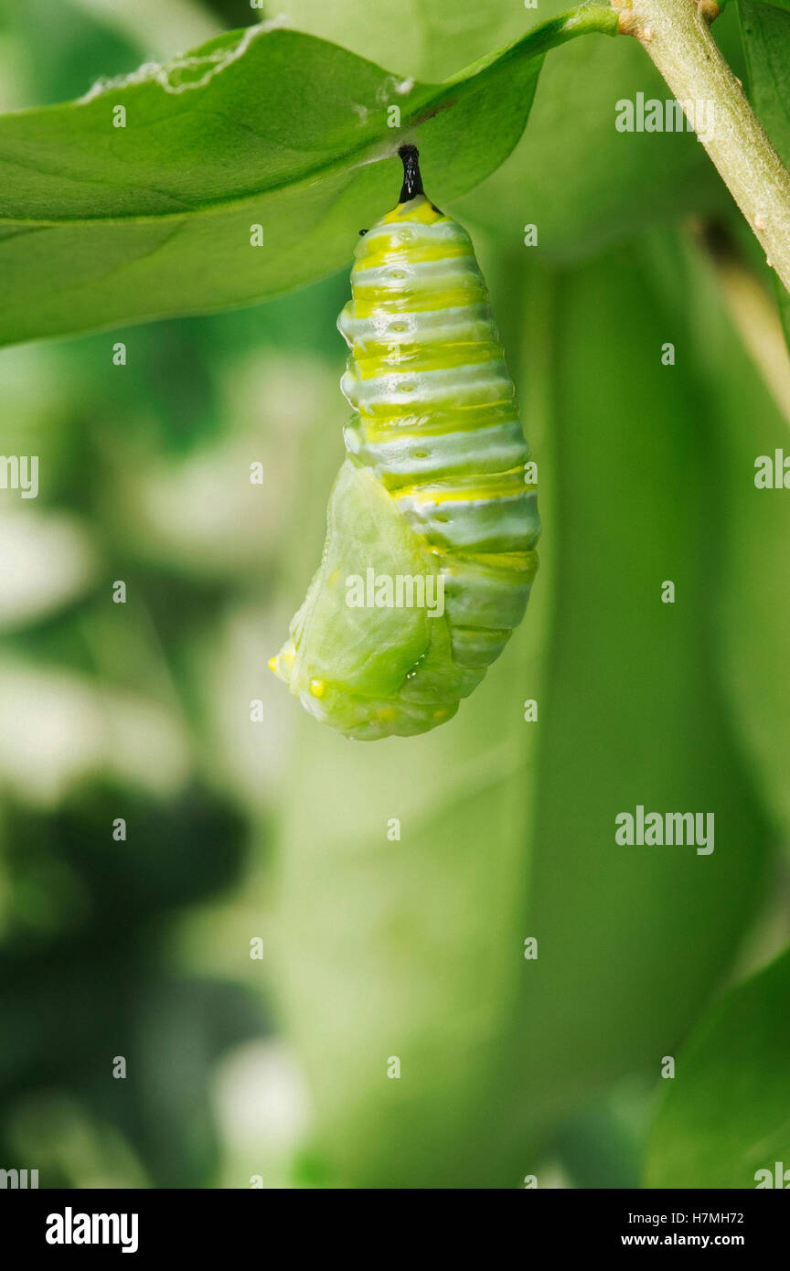 monarch caterpillar inside its chrysalis Stock Photo - Alamy