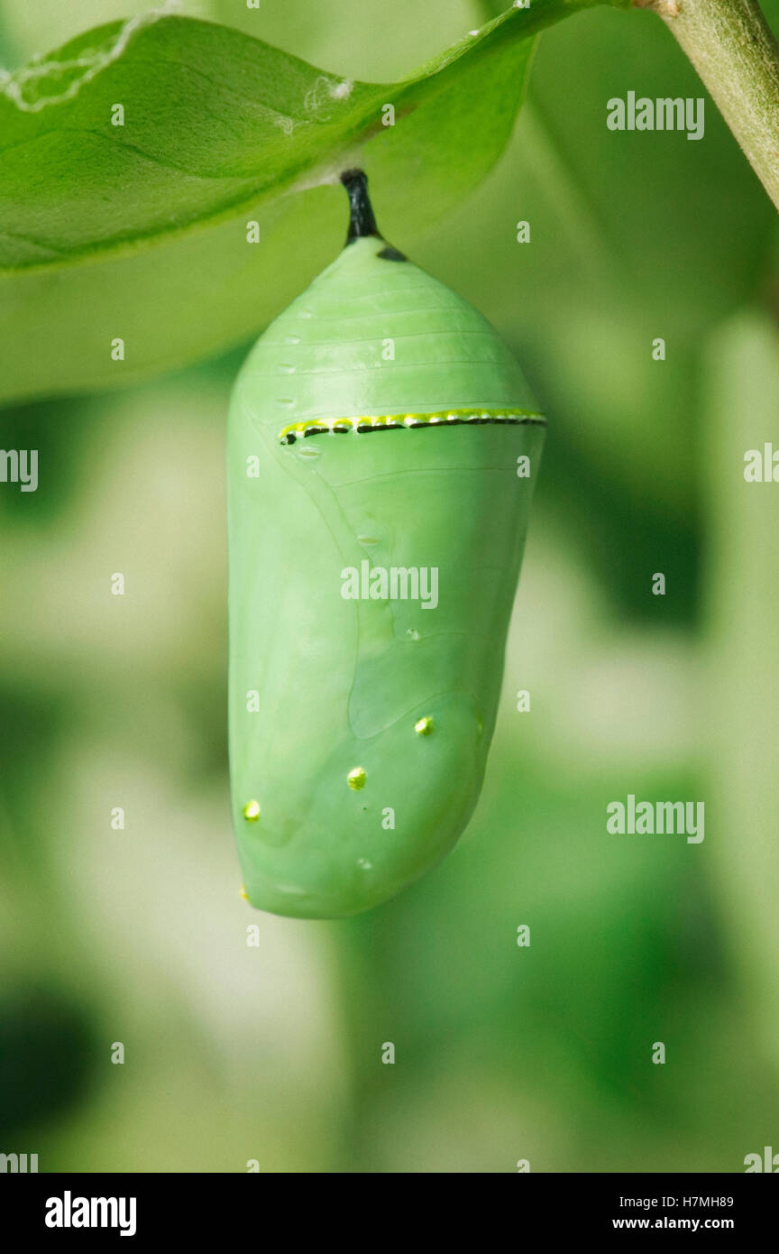 monarch butterfly inside its chrysalis Stock Photo - Alamy