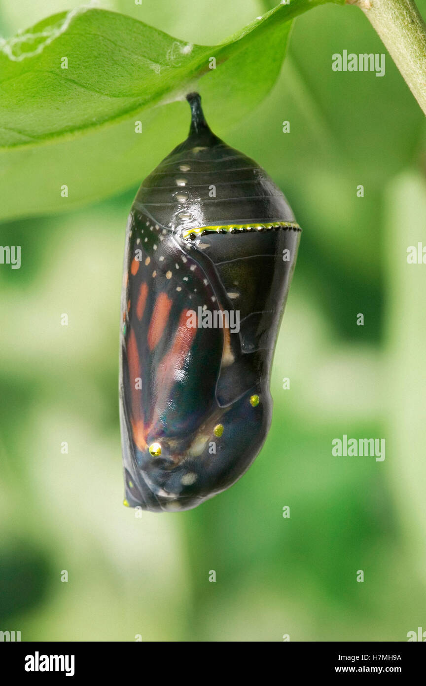 monarch butterfly inside its chrysalis Stock Photo - Alamy