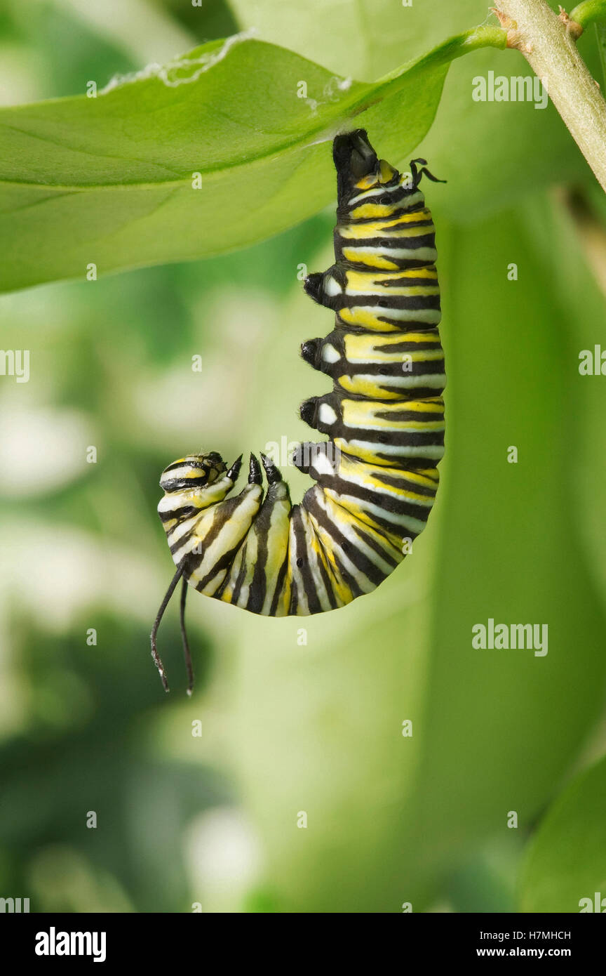 monarch caterpillar preparing to change into a butterfly Stock Photo ...