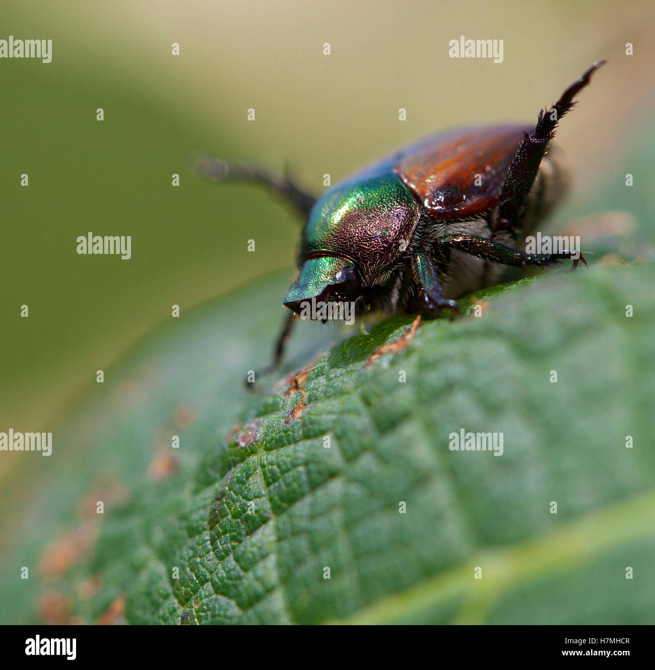 Green insect looks like leaf hi-res stock photography and images - Alamy