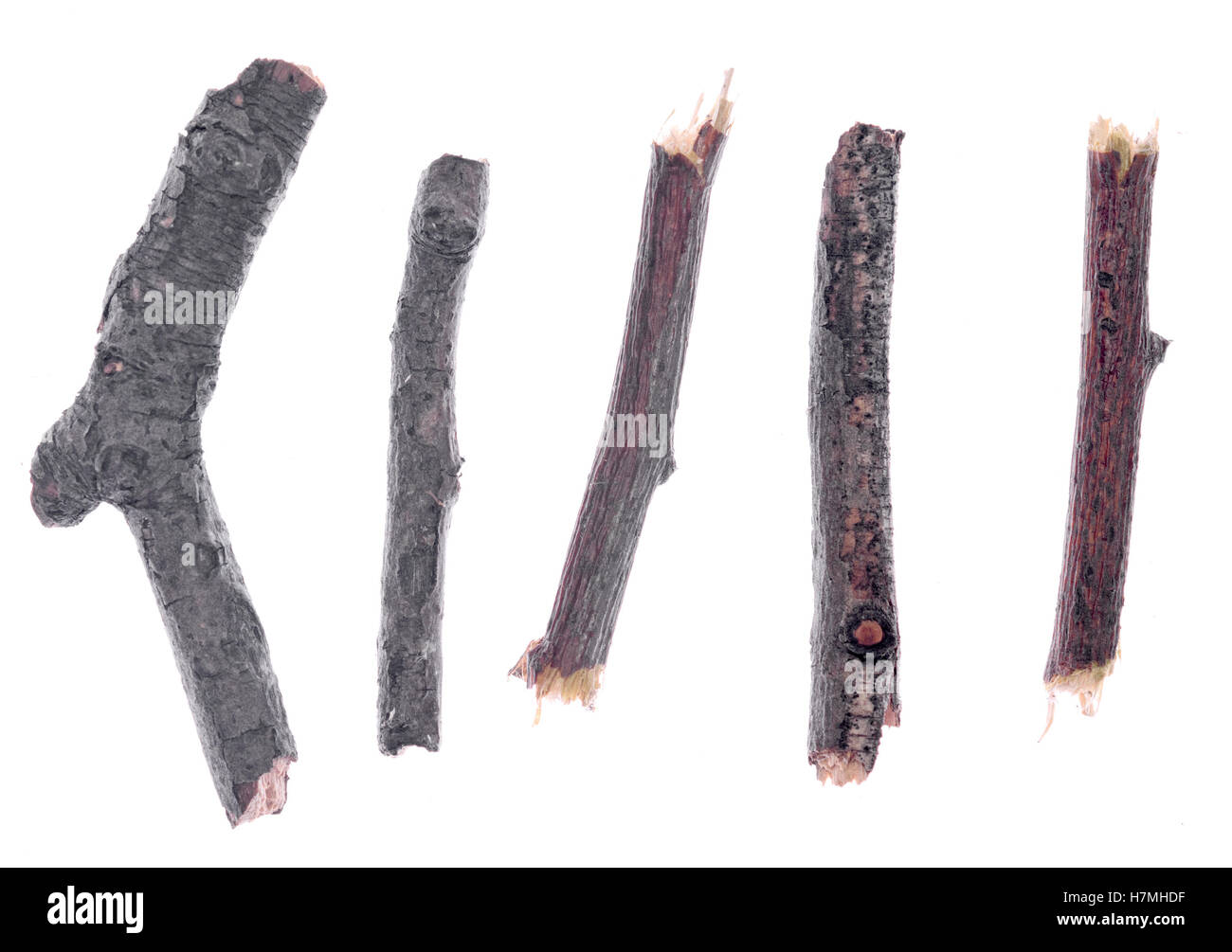 Twigs hi-res stock photography and images - Alamy