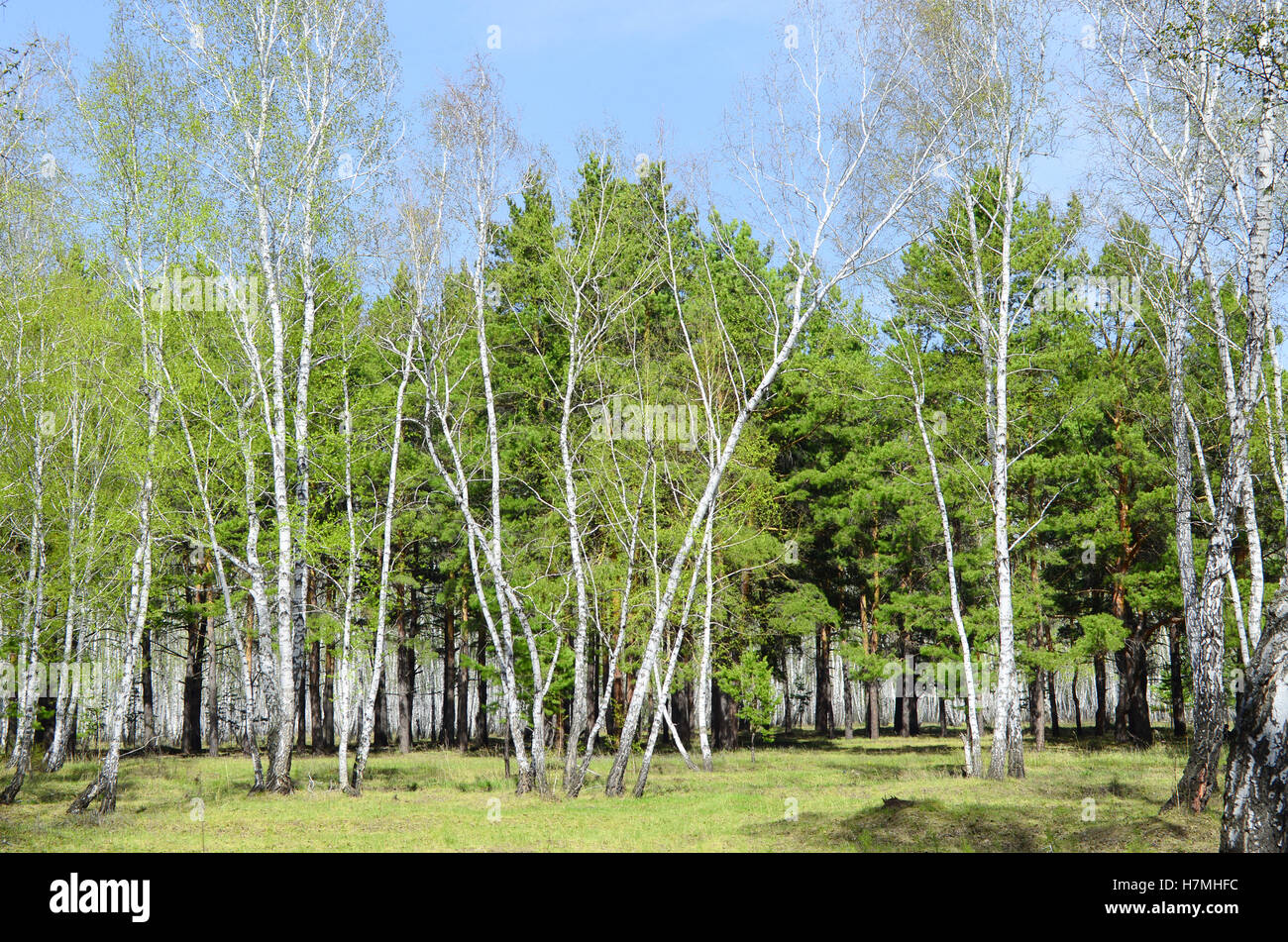 spring mixed forest Stock Photo - Alamy