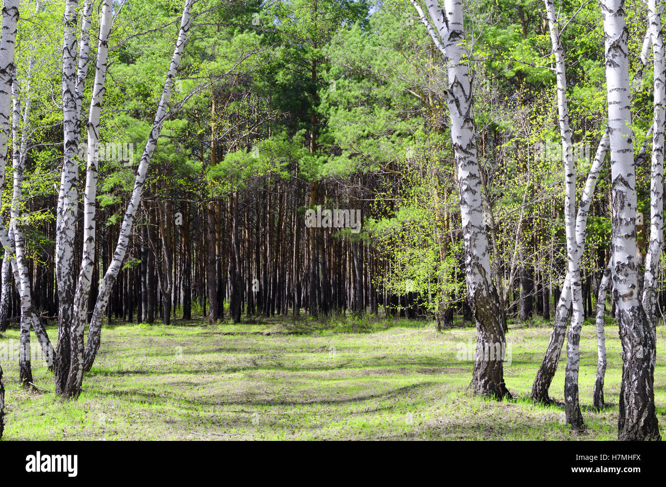 spring mixed forest Stock Photo - Alamy