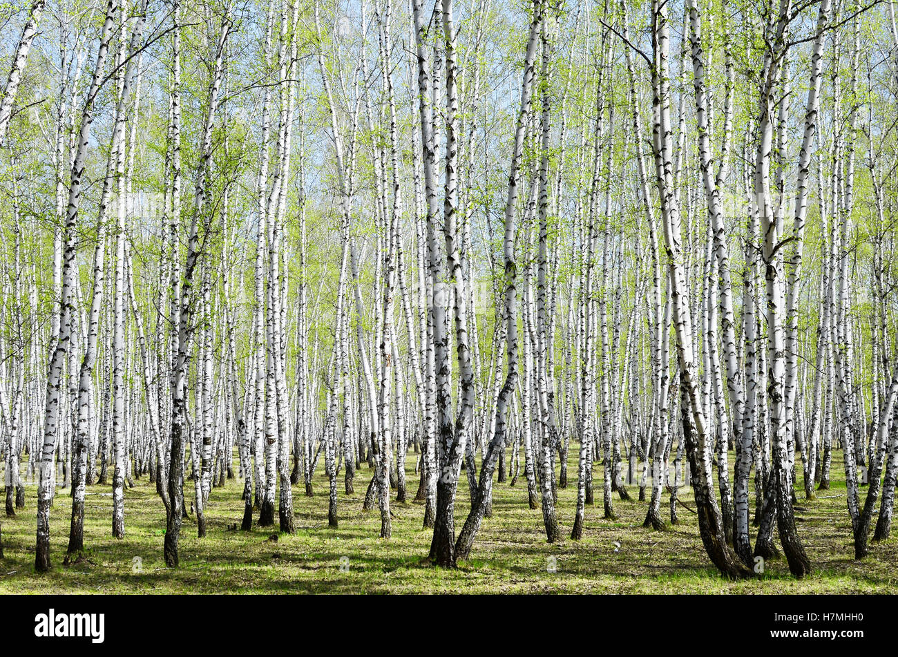 spring birch forest Stock Photo - Alamy