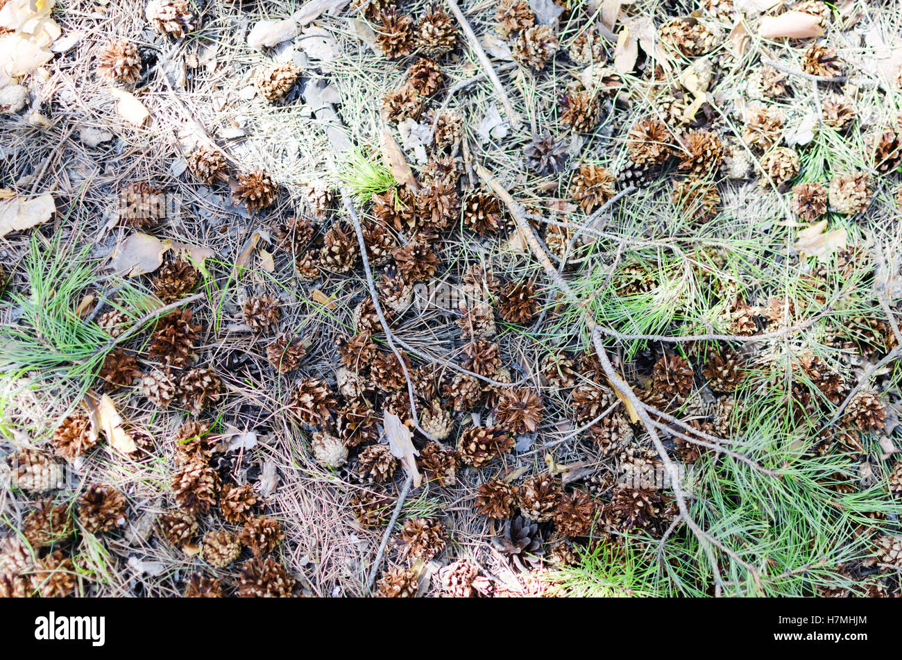 Dead insect gift hi-res stock photography and images - Alamy