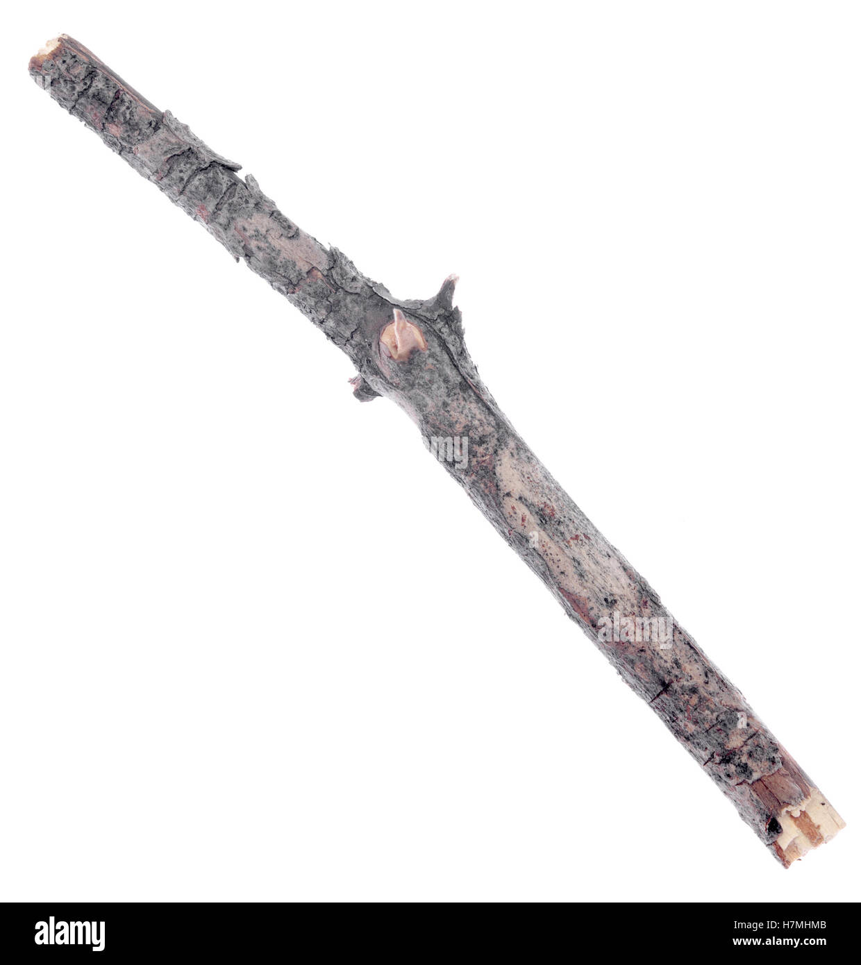 Limb detail Cut Out Stock Images & Pictures - Alamy