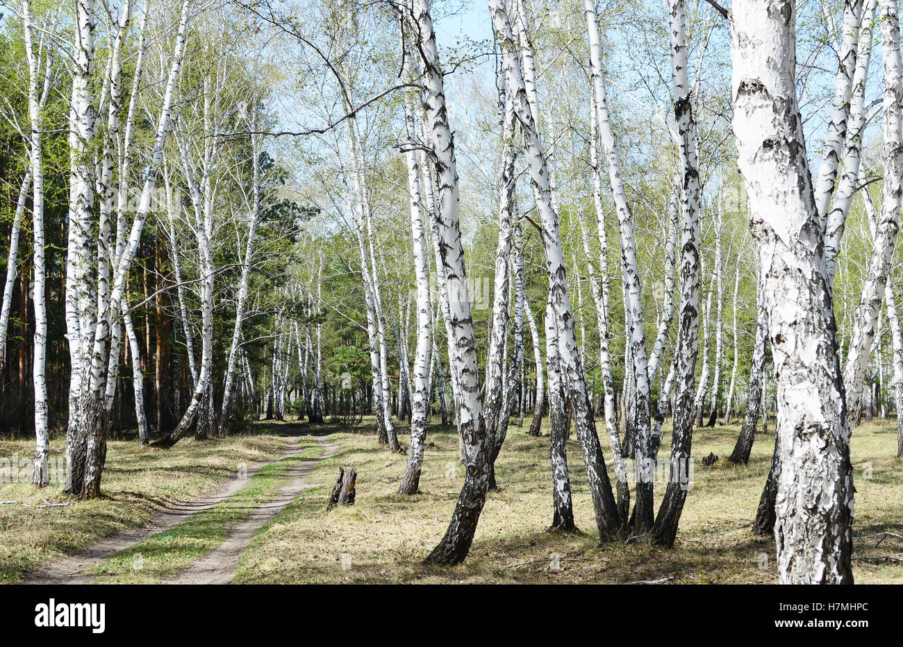 Birch forest in russia hi-res stock photography and images - Alamy