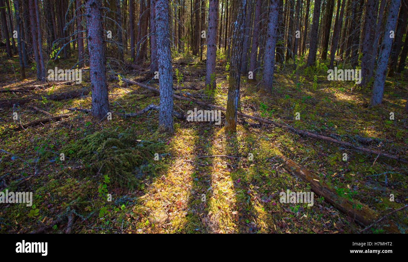 Thick forest in canada light hi-res stock photography and images - Alamy