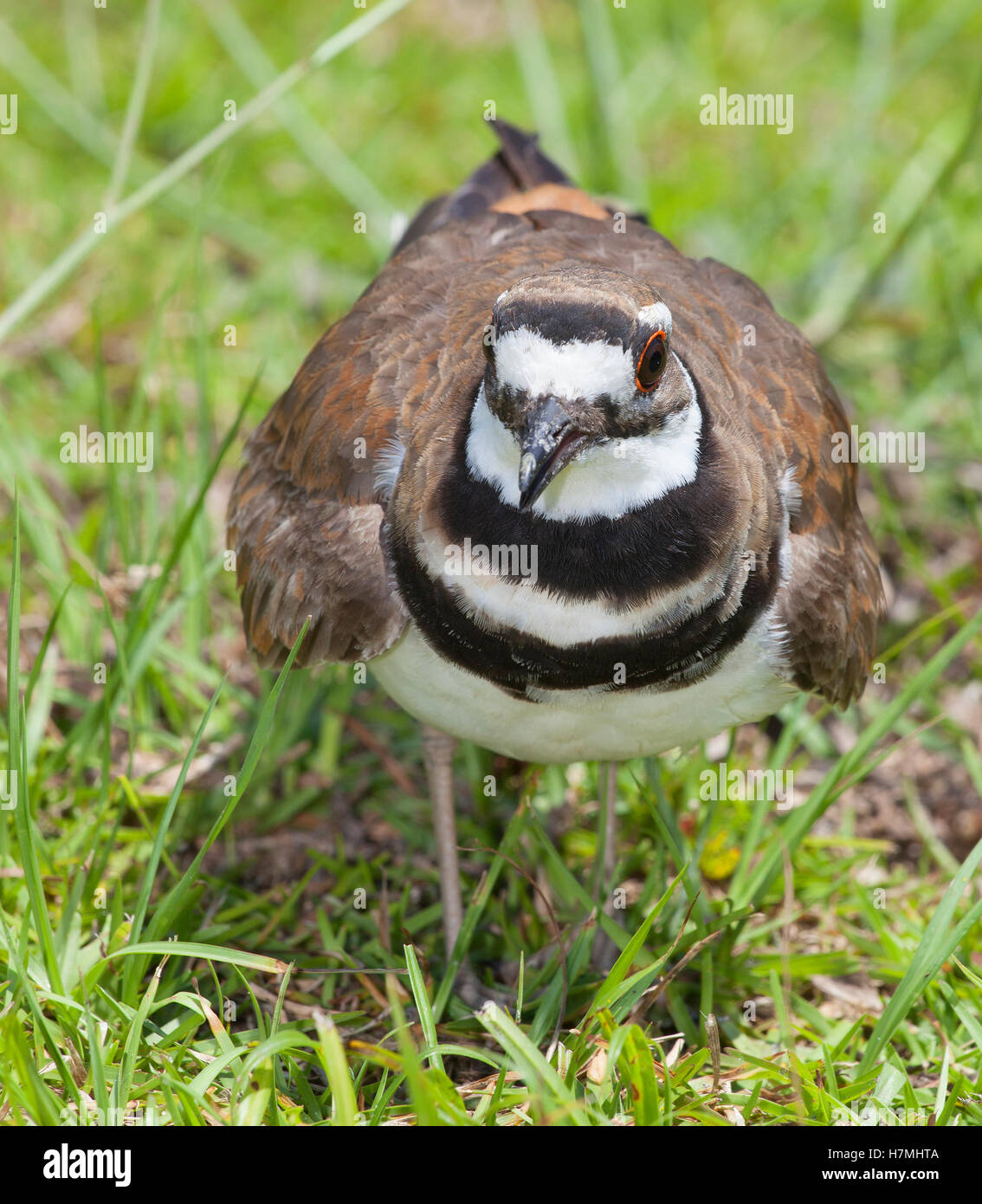 Bird on a pasture standing its ground to protect a nest Stock Photo - Alamy