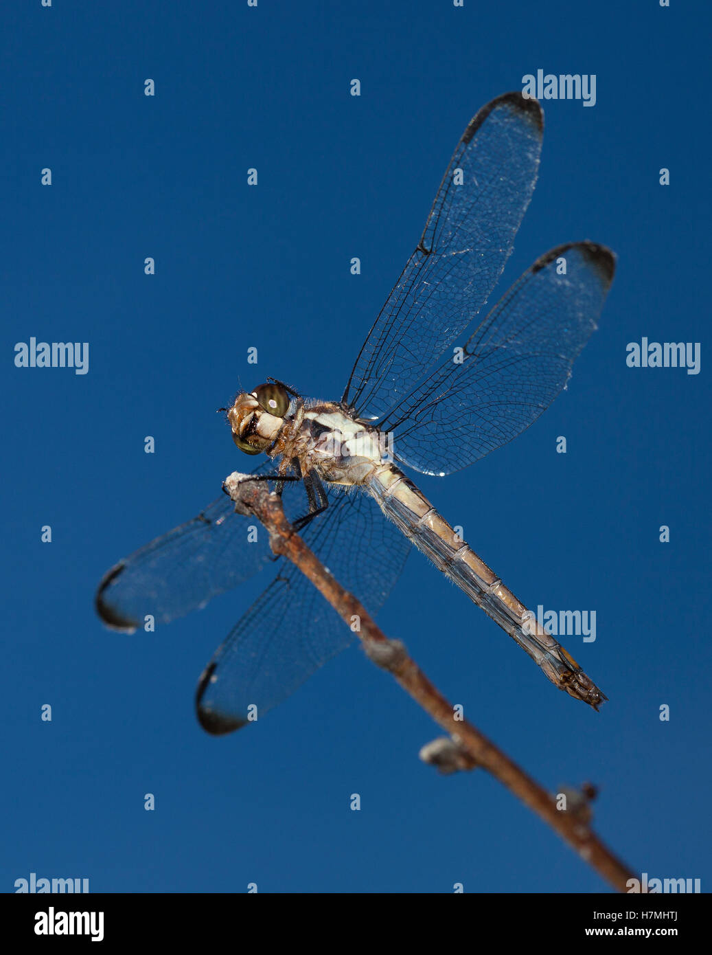 Dragonfly seen from below that is hunting from a stick Stock Photo - Alamy
