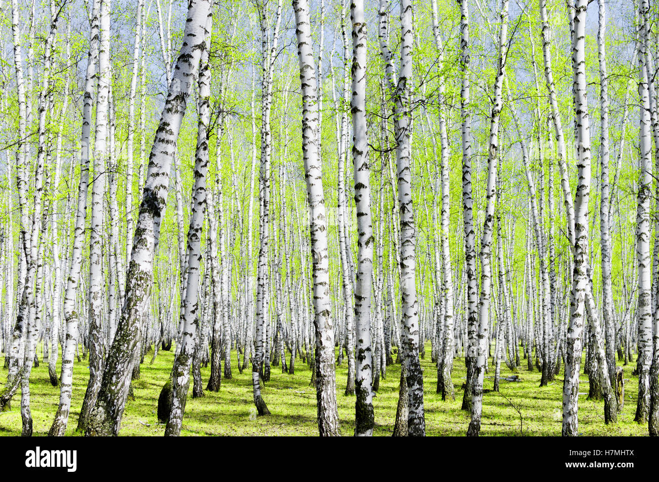 summer birch forest Stock Photo - Alamy