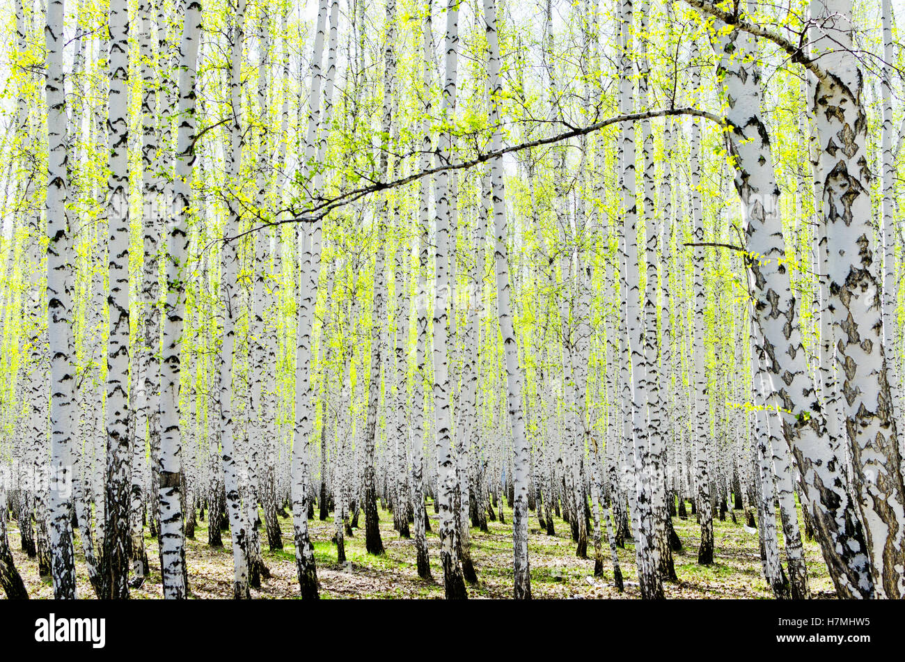 spring birch forest Stock Photo - Alamy