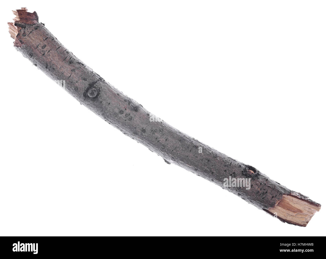 twig isolated on white background Stock Photo - Alamy