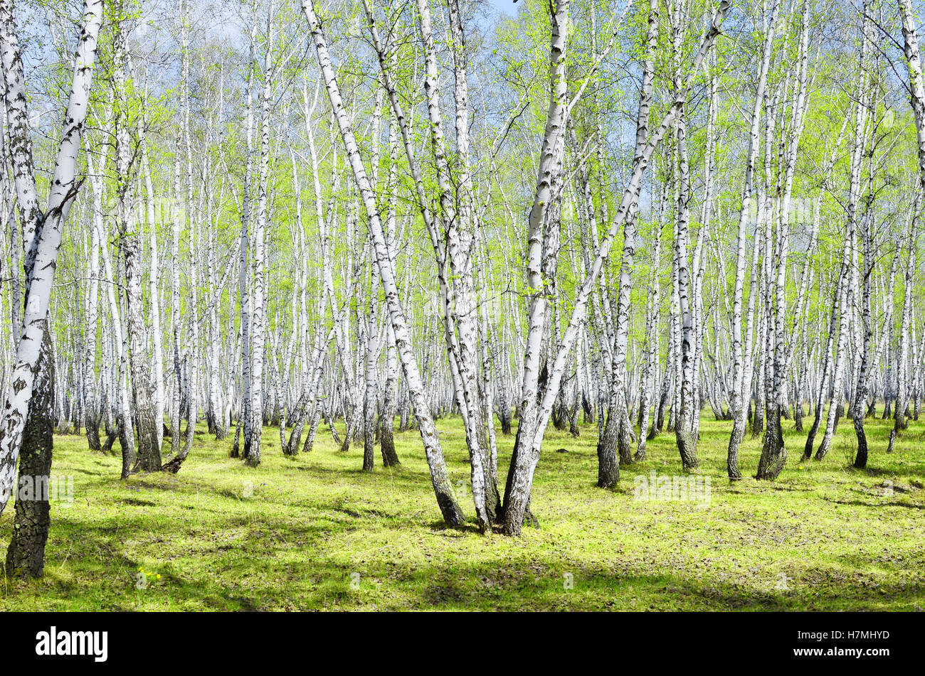 summer birch forest Stock Photo - Alamy