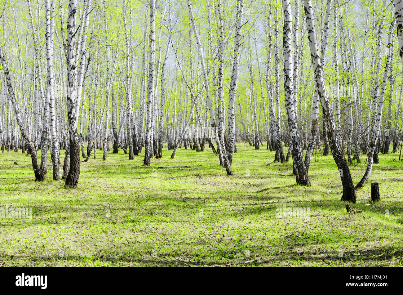 spring birch forest Stock Photo - Alamy