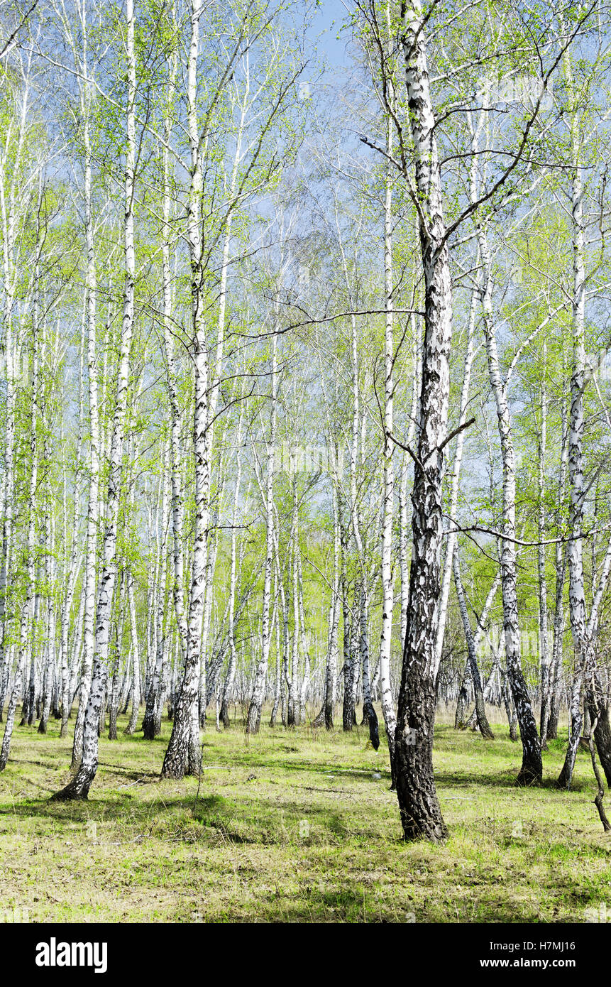 Birch branch deep green natural hi-res stock photography and images - Alamy