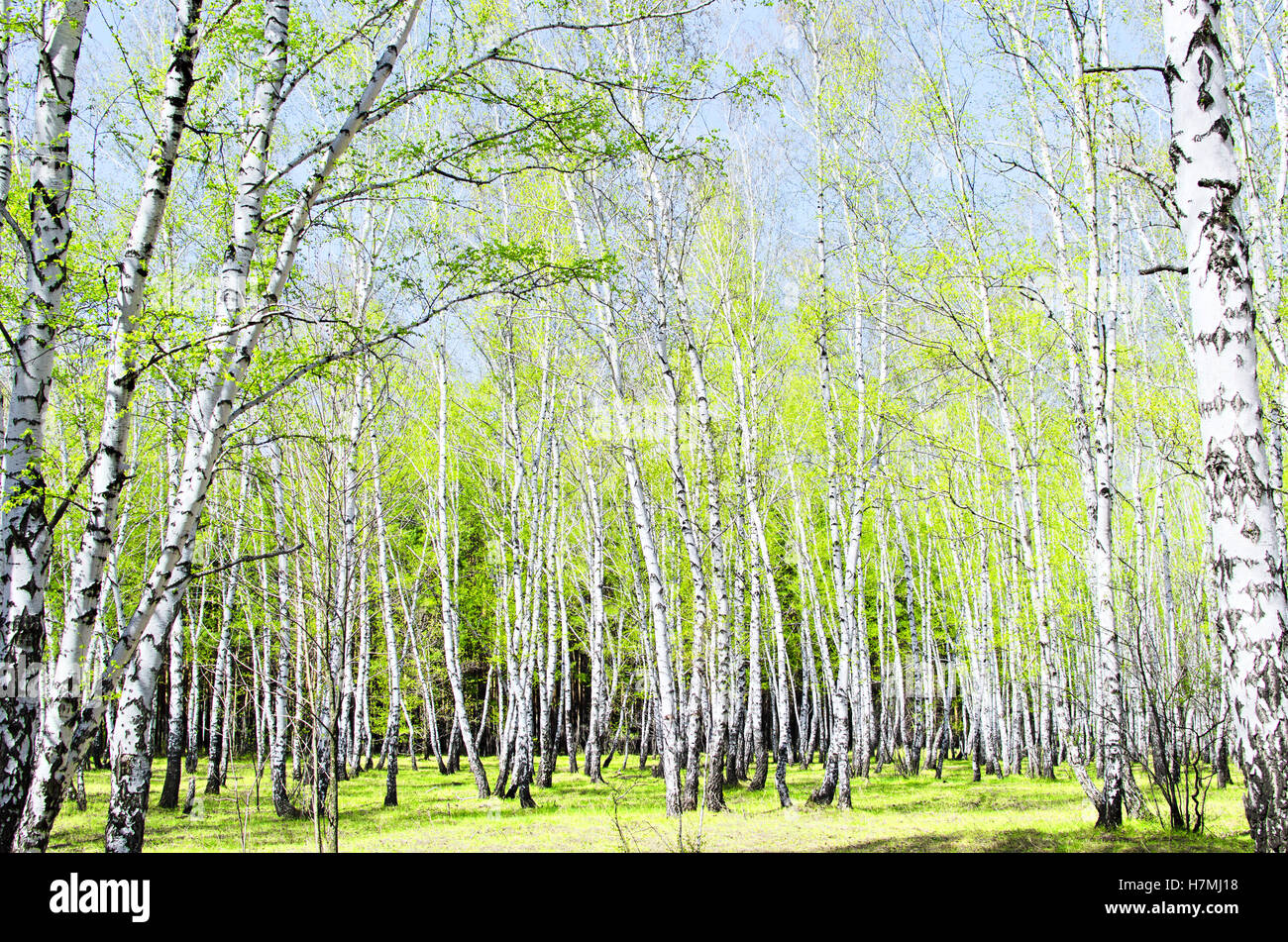 spring birch forest Stock Photo - Alamy