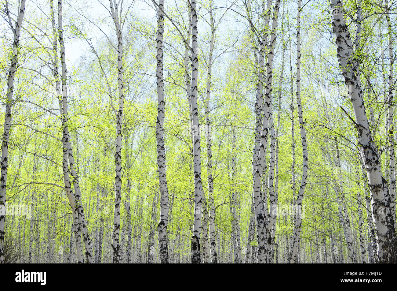 spring birch forest Stock Photo - Alamy