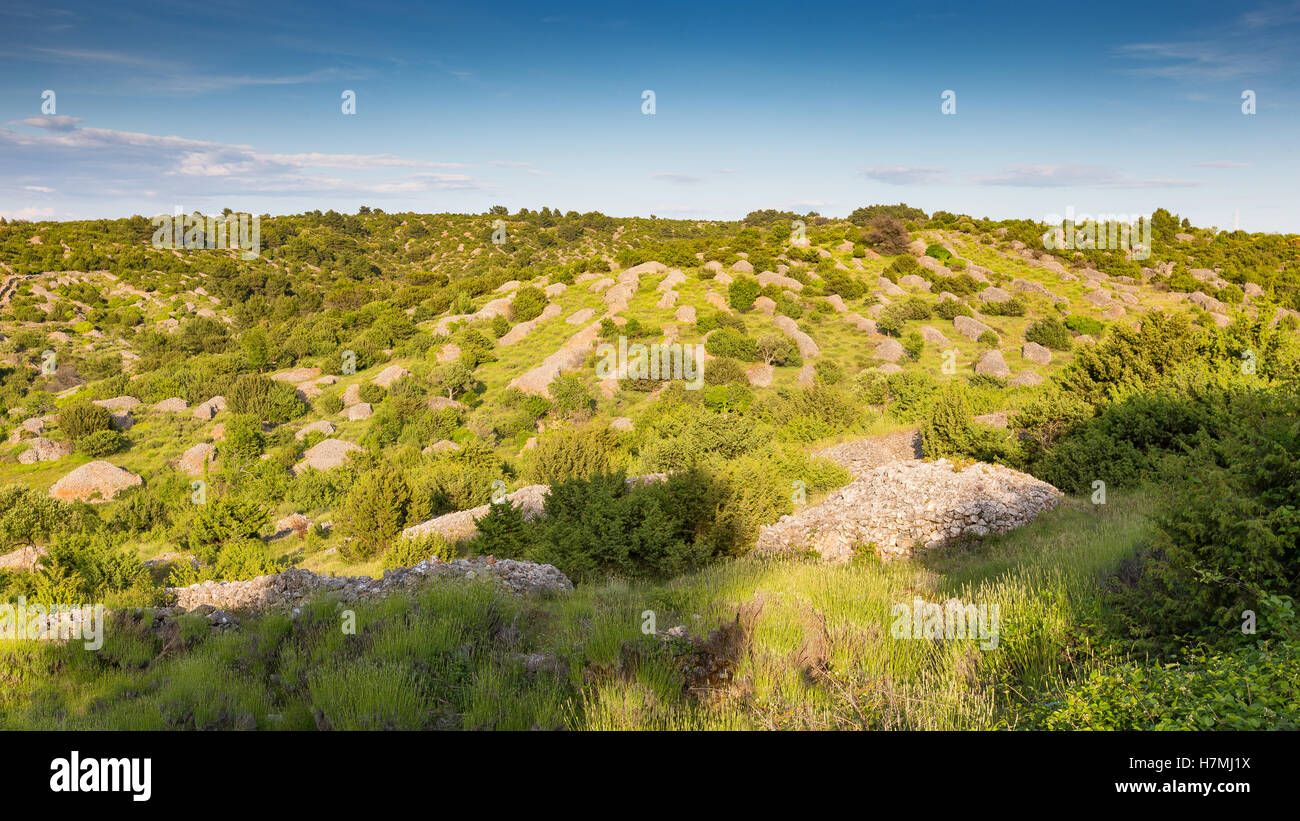 Island Hvar, Hills in countryside; rocks and Mediterranean vegetation ...