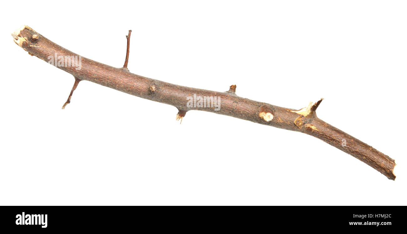 dry stick isolated on white background Stock Photo - Alamy